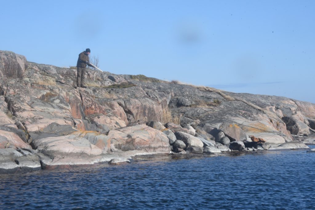 SOTKA-projektet räddar skärgårdsfåglar från mink och mårdhund ...