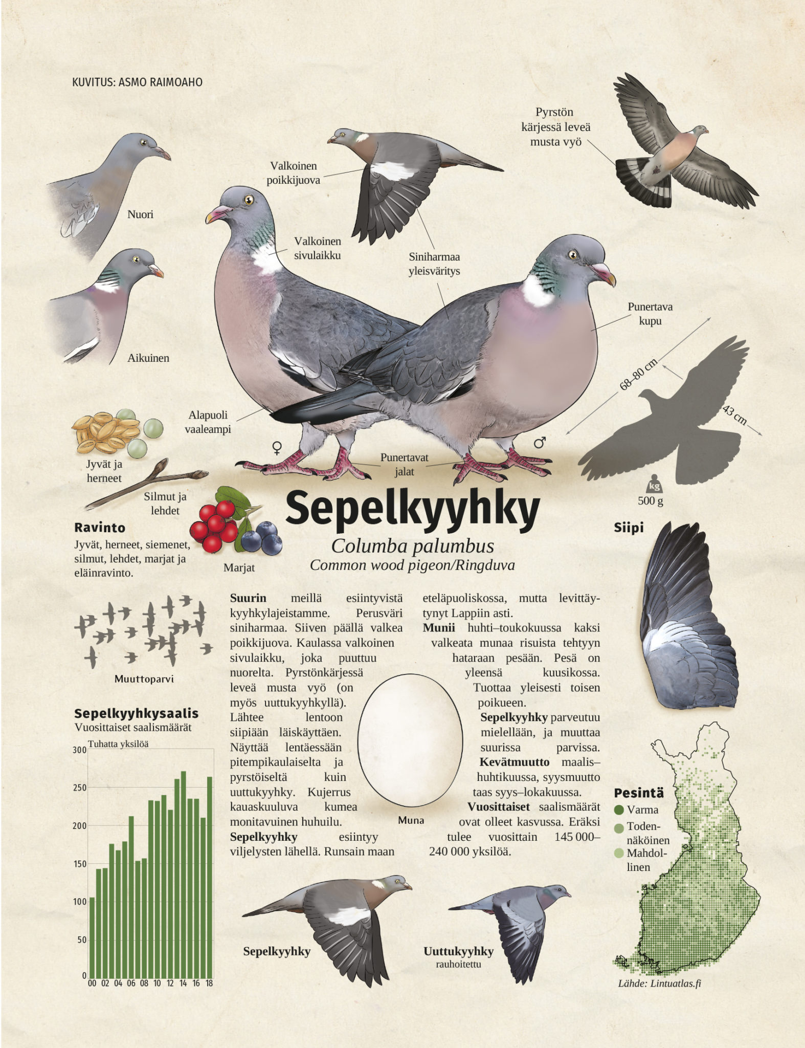 Sepelkyyhky - Metsästäjälehti