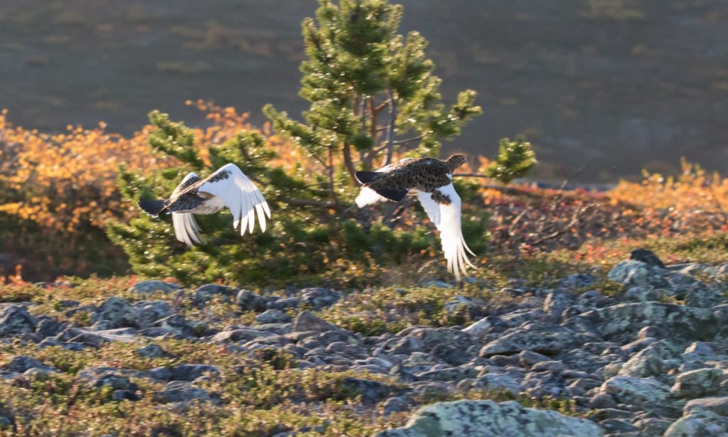 Ylä-Lapin riekkokanta vahva - Metsästäjälehti