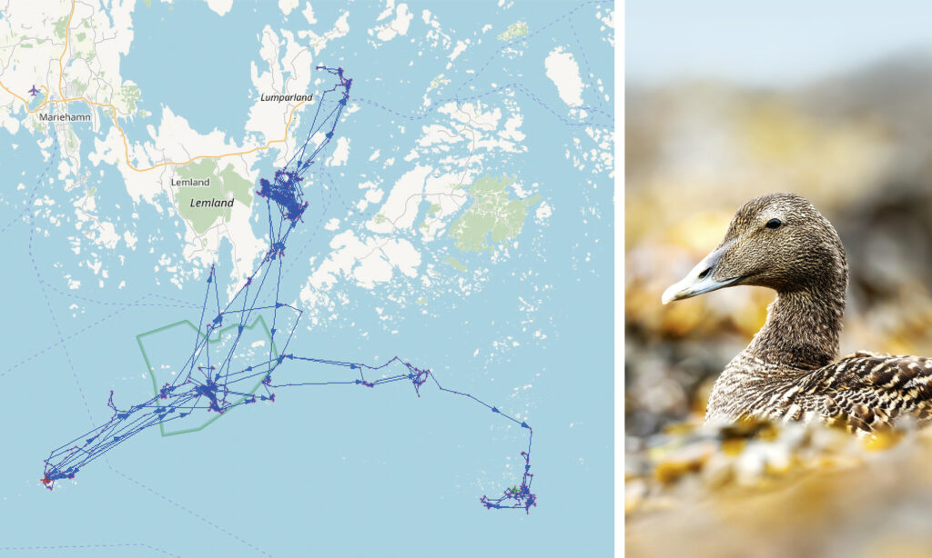 Lågskär säsongen 2024 (Åland) - Metsästäjälehti