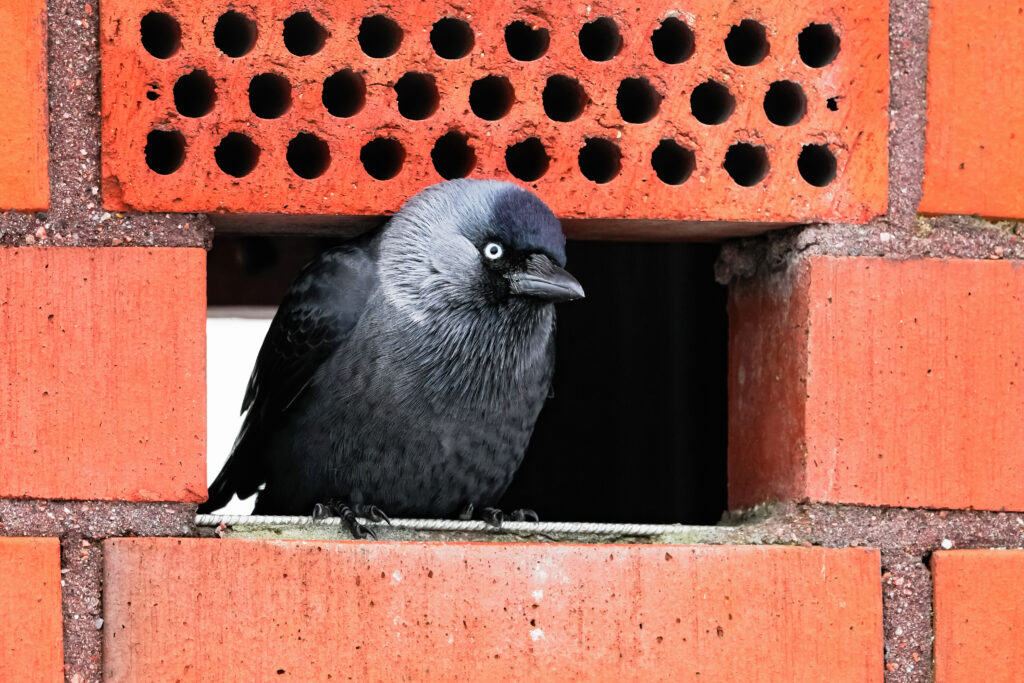 Naakkajahdissa - Metsästäjälehti