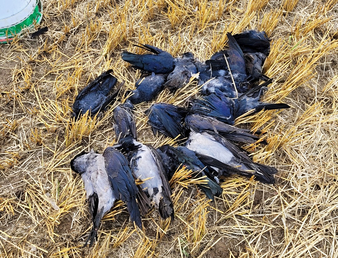 Naakkajahdissa - Metsästäjälehti