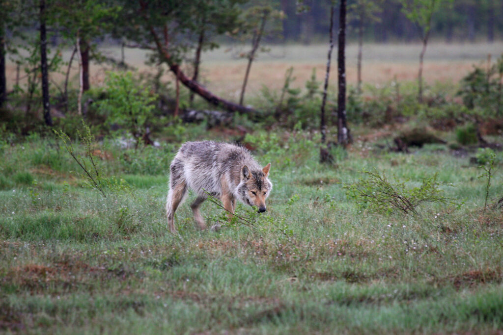 Suden metsästyksen alueelliset kiintiöt lausuntokierrokselle ...