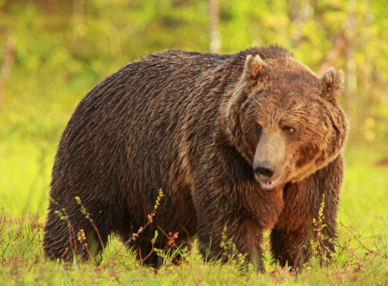 Björnens år - Metsästäjälehti